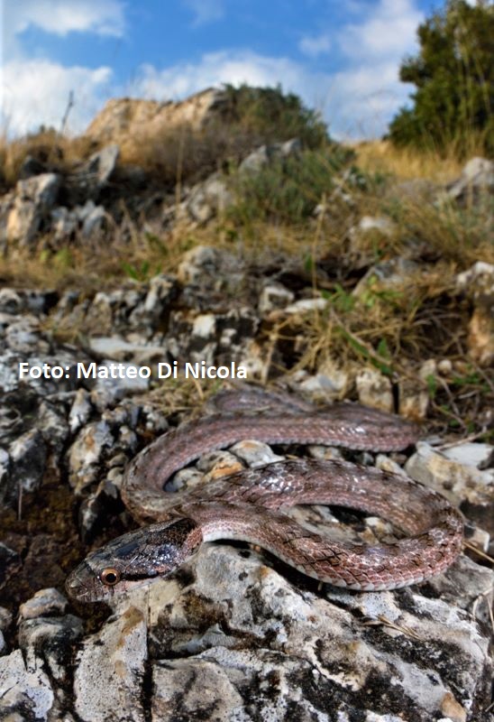 Colubro di Riccioli (Coronella girondica) :: David Fiacchini - Biologo